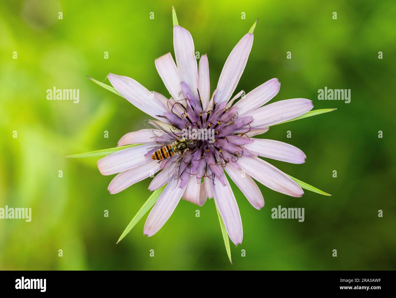 Calflora hi-res stock photography and images - Alamy