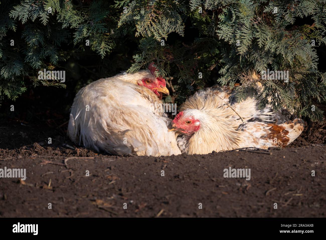 Lying in the sand hi-res stock photography and images - Alamy