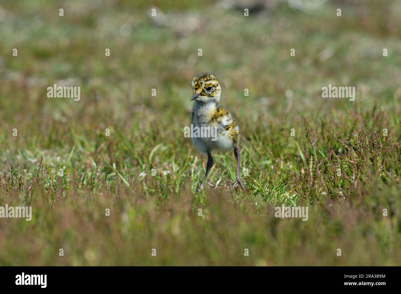 European Golden Plover chick -Pluvialis apricaria. Uk Stock Photo - Alamy