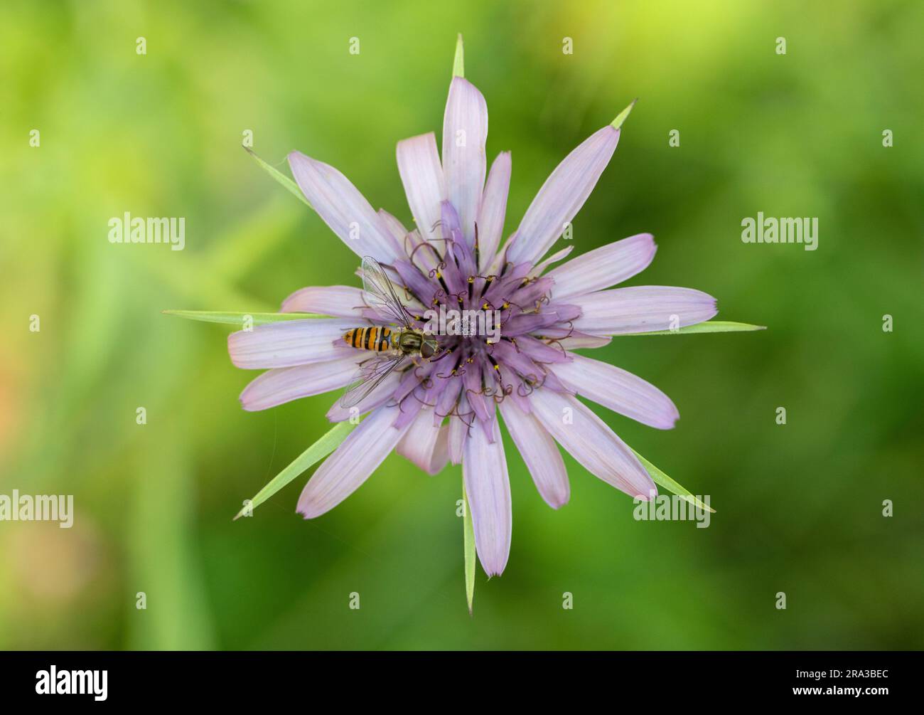 Bee on Calflora flower Stock Photo - Alamy