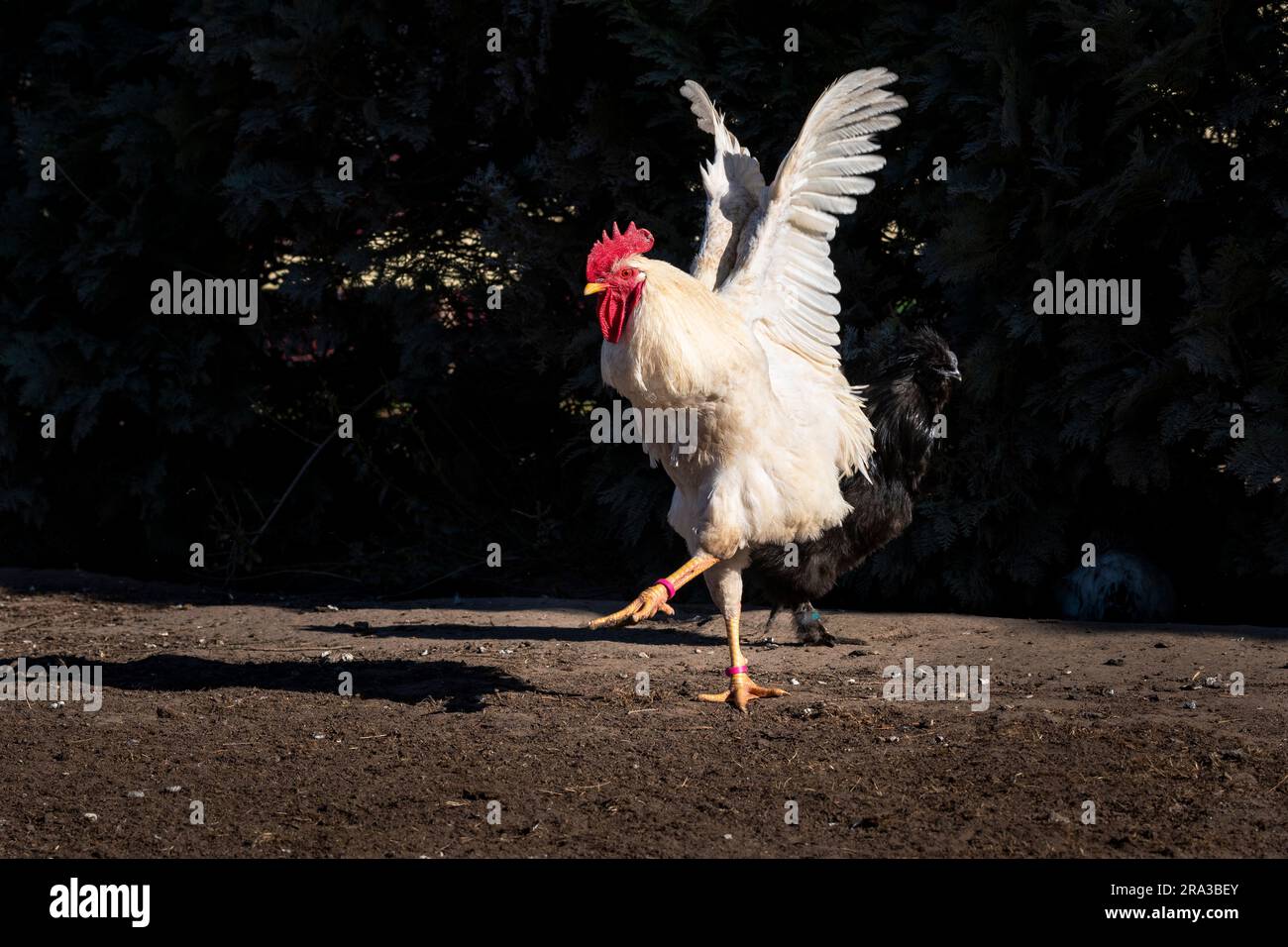 Ballet dancer. A white free range rooster with a short tail feathers in ...
