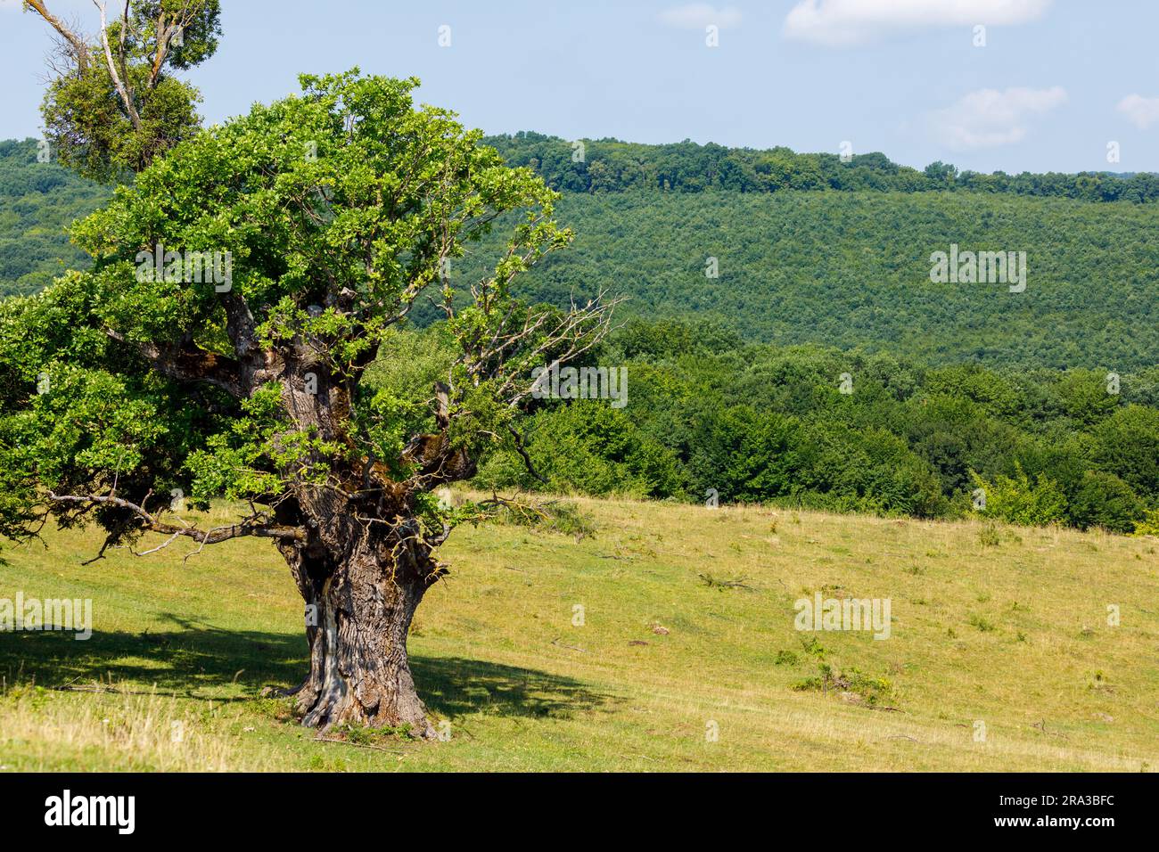 The Landscape at Viscri in Romania Stock Photo - Alamy