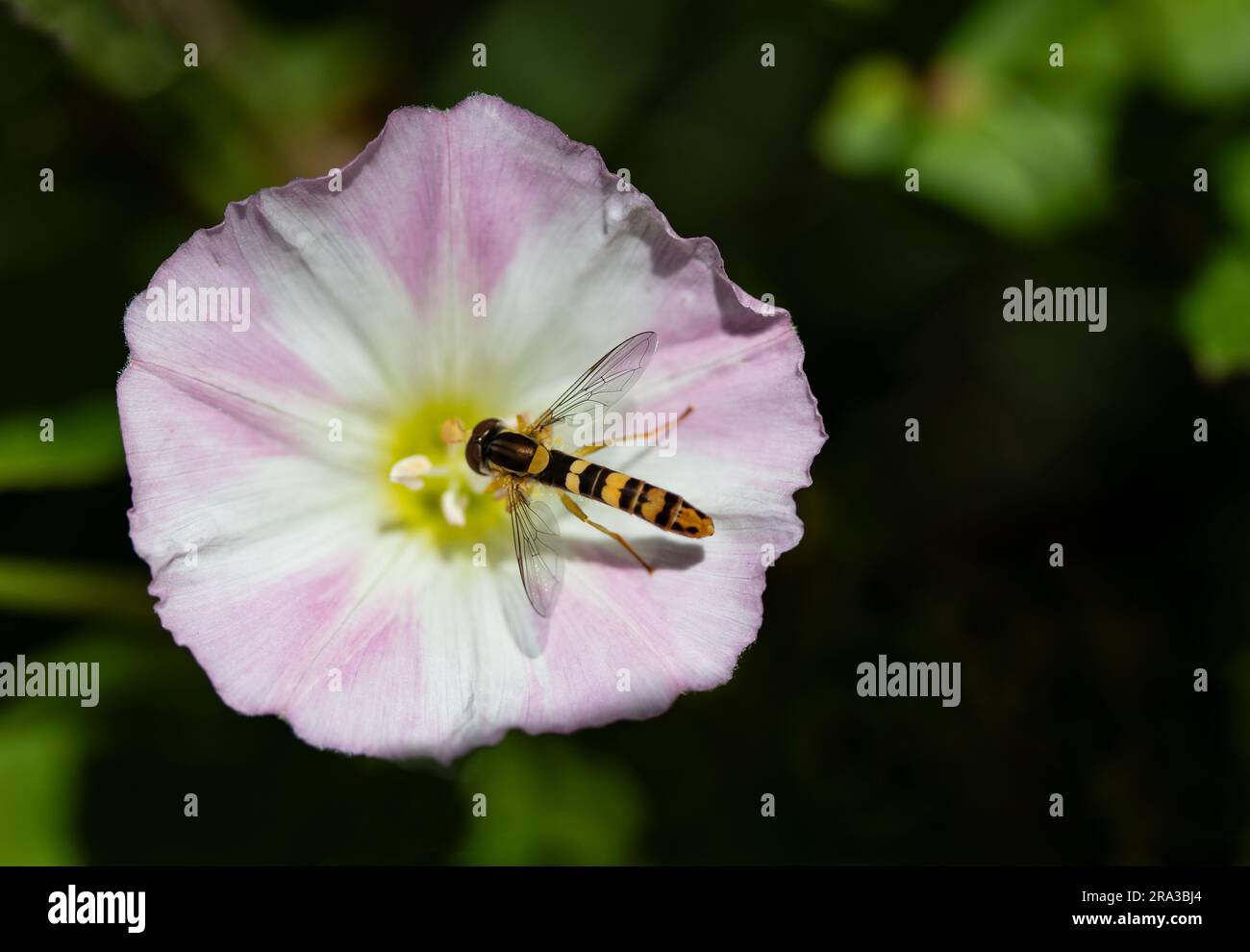 Pollination type hi-res stock photography and images - Alamy