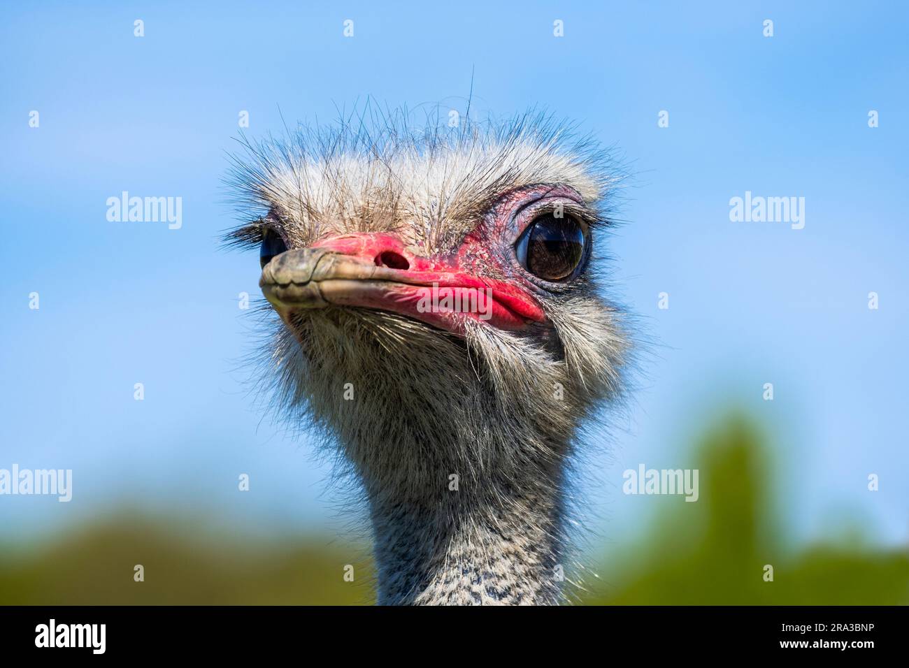 Portrait of an ostrich in an ostrich farm, with blue sky and green ...