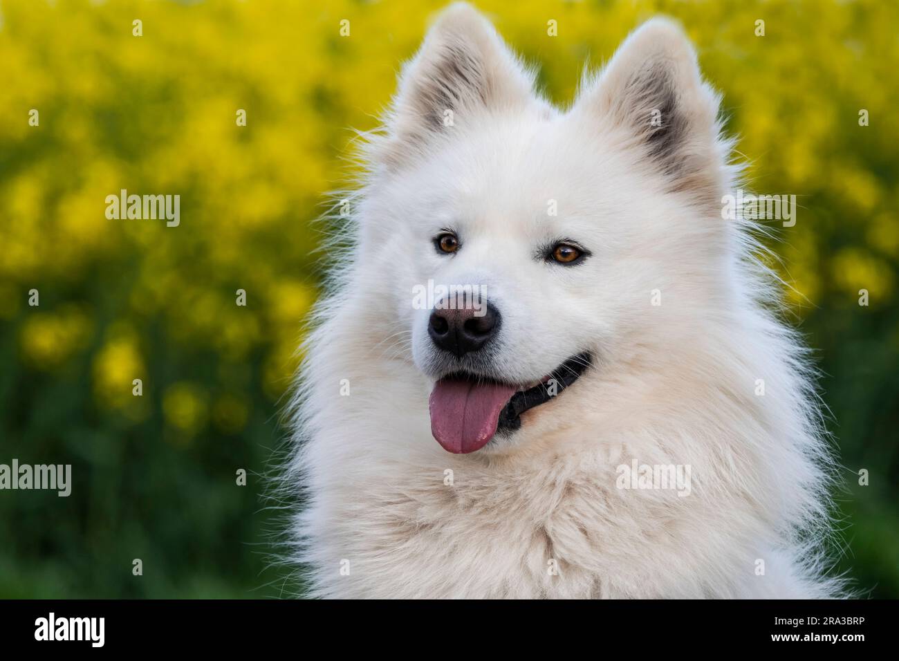 White samoyed hi-res stock photography and images - Alamy
