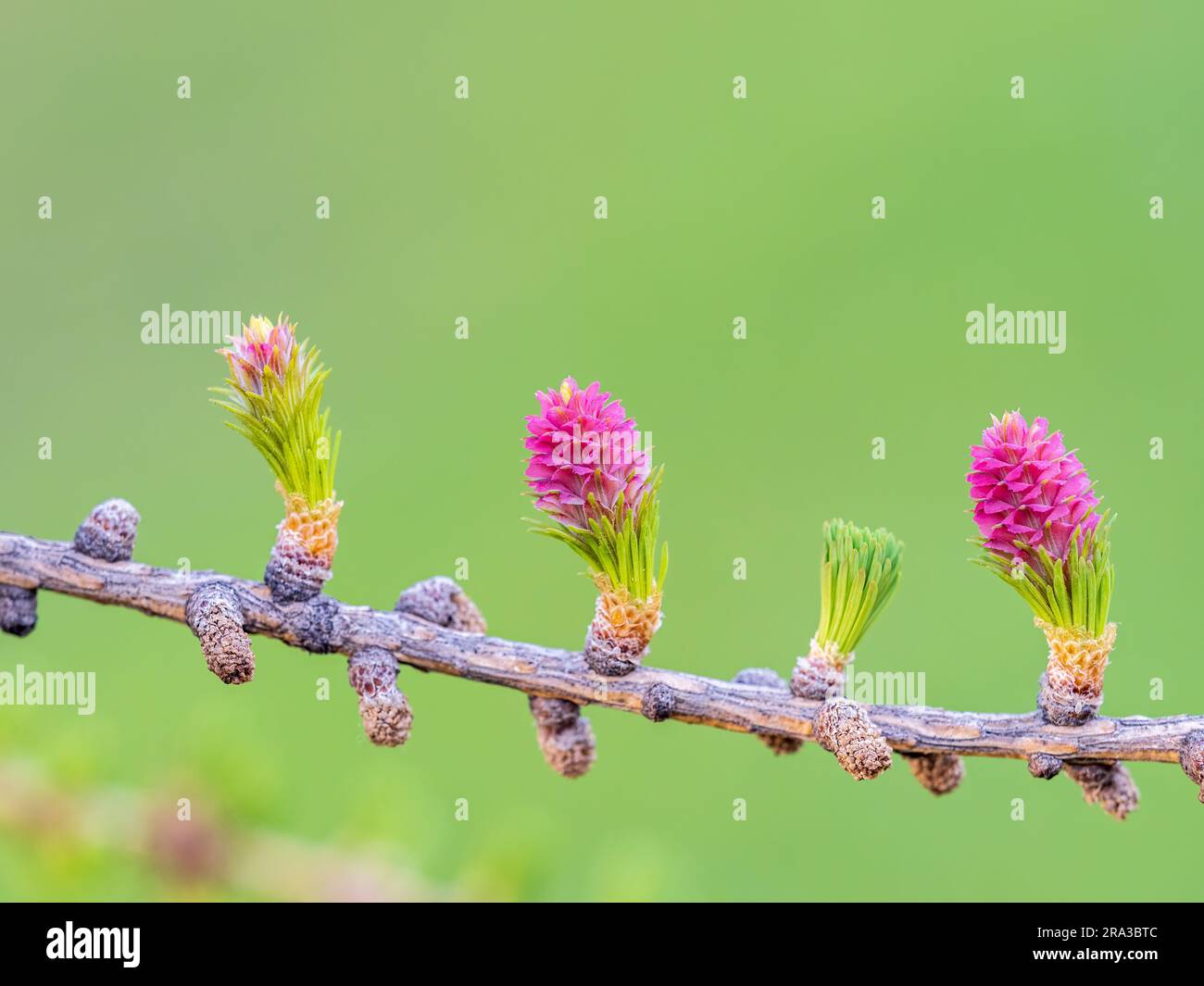 Larch tree fresh pink cones blossom at spring on nature background ...