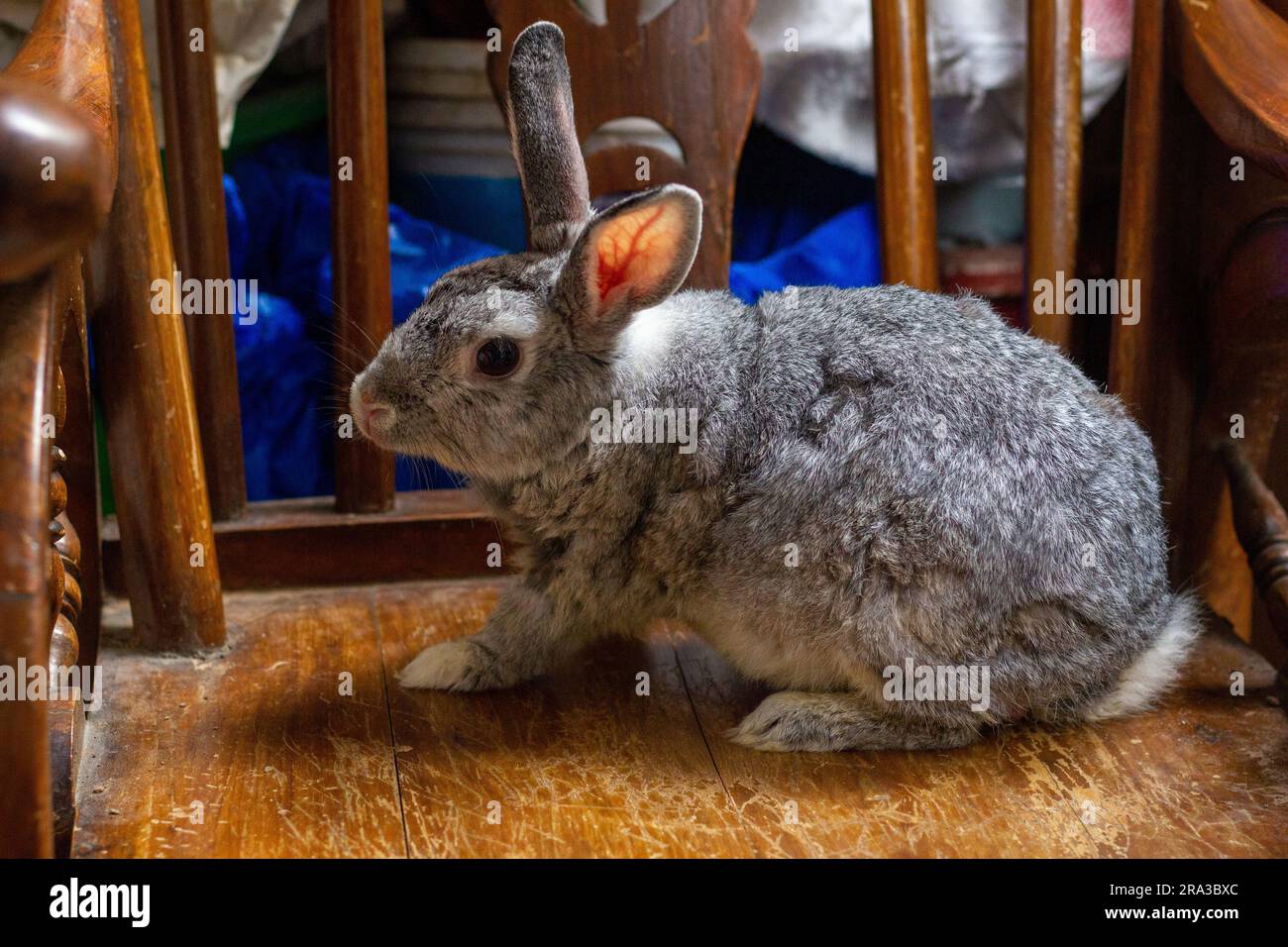 Giant Chinchilla Extinct