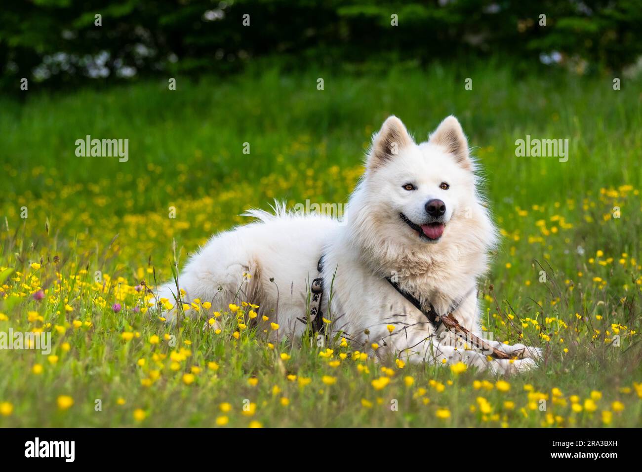 A white Samoyed dog lying in a flower meadow with yellow buttercups ...