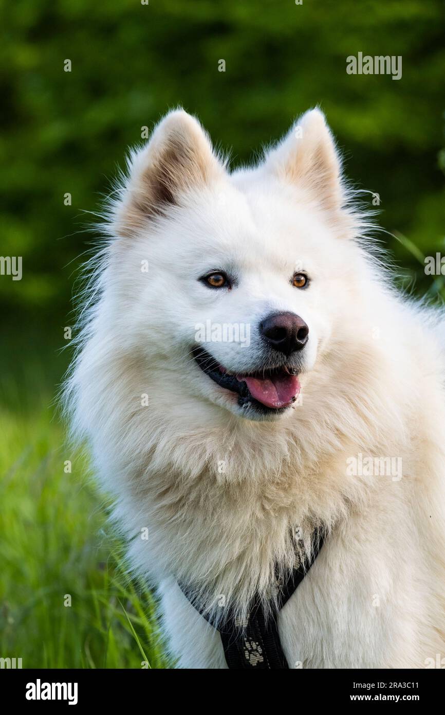 White samoyed hi-res stock photography and images - Alamy