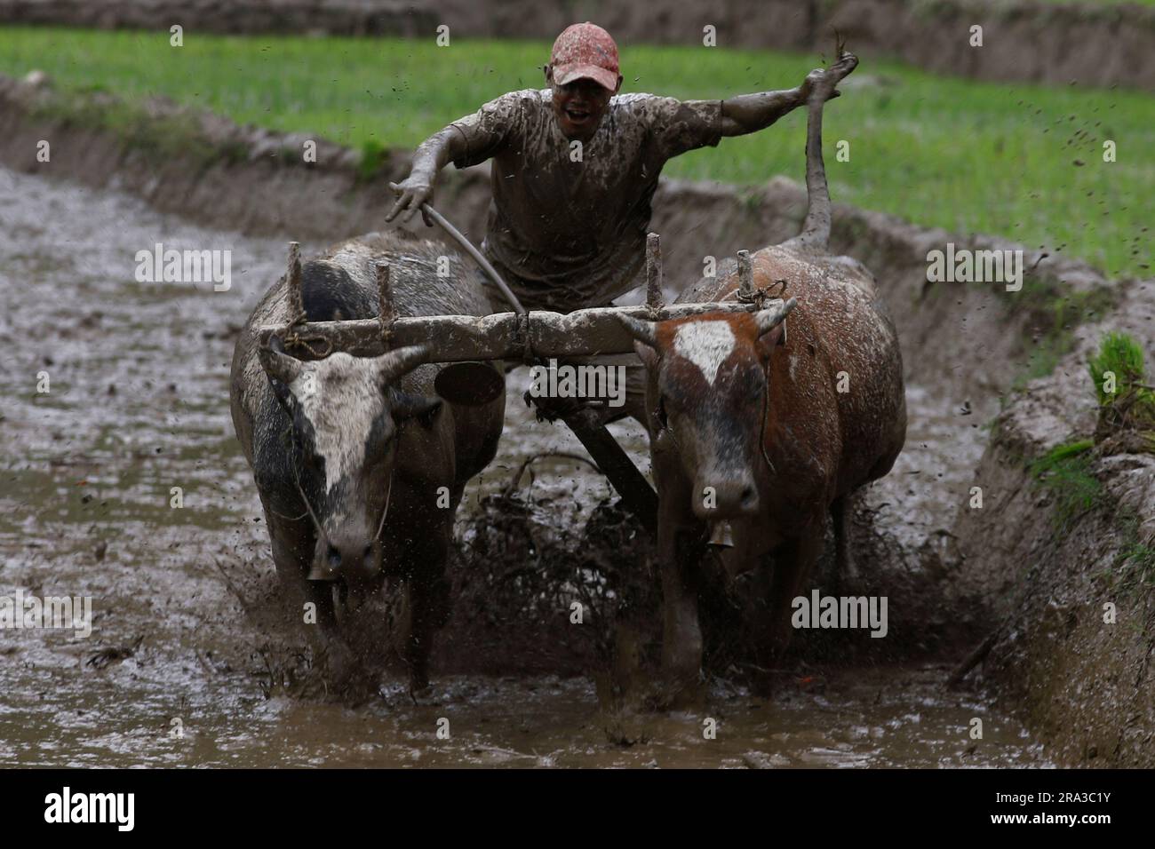 Nuwakot, Nepal. 30th June, 2023. A farmer steers his oxen on a muddy ...