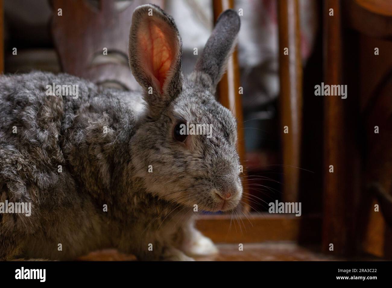 Giant Chinchilla Rabbit Vs Flemish Giant
