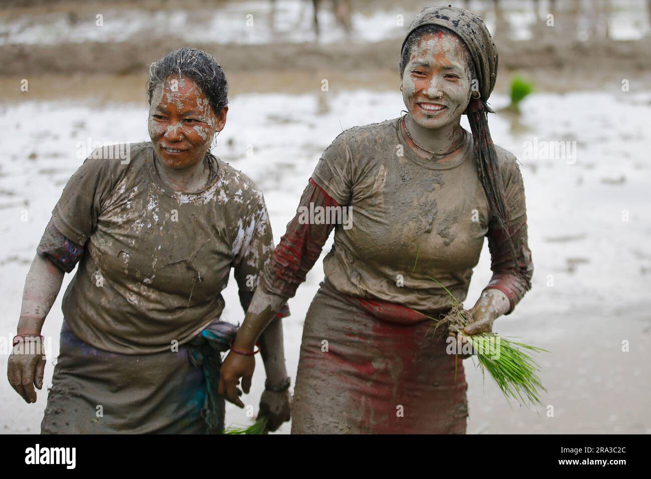 Nuwakot, Nepal. 30th June, 2023. Farmers joyfully plant rice saplings ...