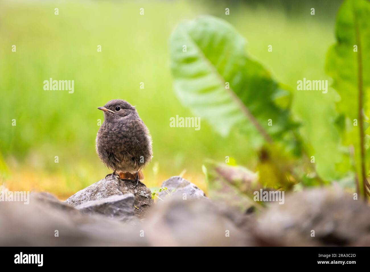 A young black redstart (Phoenicurus ochruros gibraltariensis), sitting ...