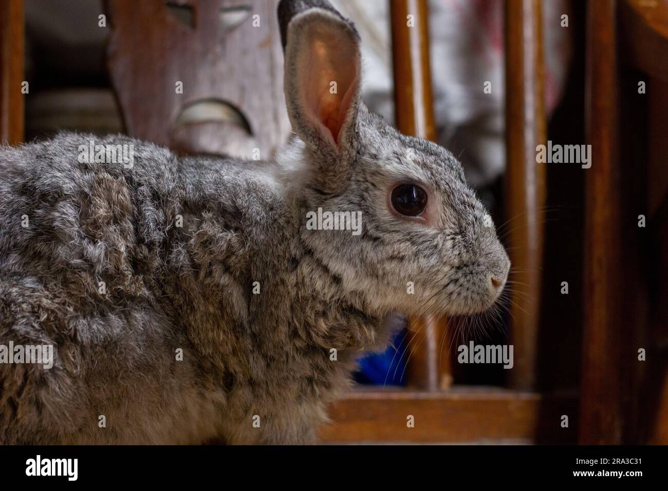 The Giant chinchilla rabbit posing from different angles Stock Photo ...