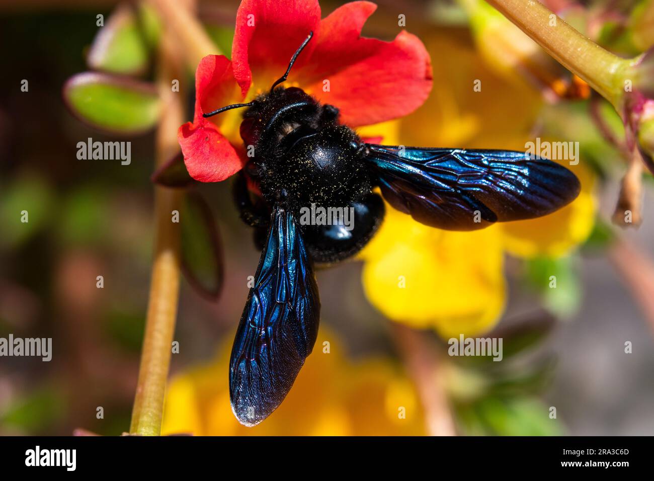 A violet carpenter bee (Xylocopa violacea) on a red moss rose ...