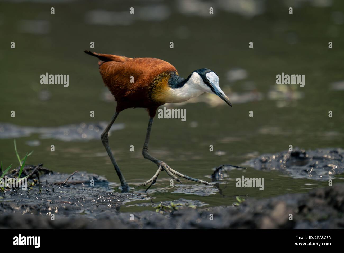 African jacana crosses muddy shallows in sun Stock Photo - Alamy