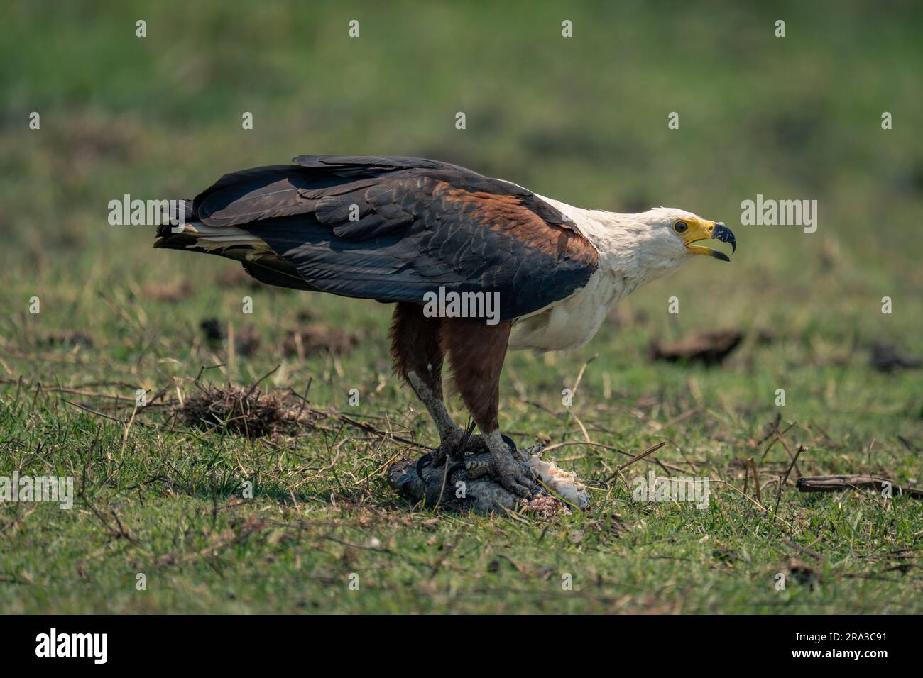 Fish eagle lodge hi-res stock photography and images - Alamy