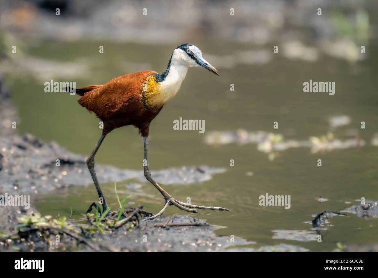 African jacana walks in shallows lifting foot Stock Photo - Alamy