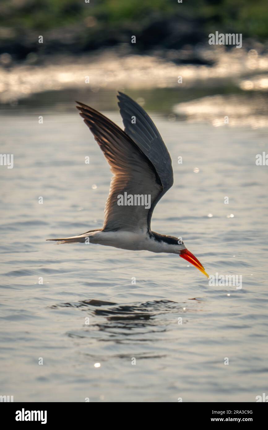 African skimmer flies over river lifting wings Stock Photo - Alamy
