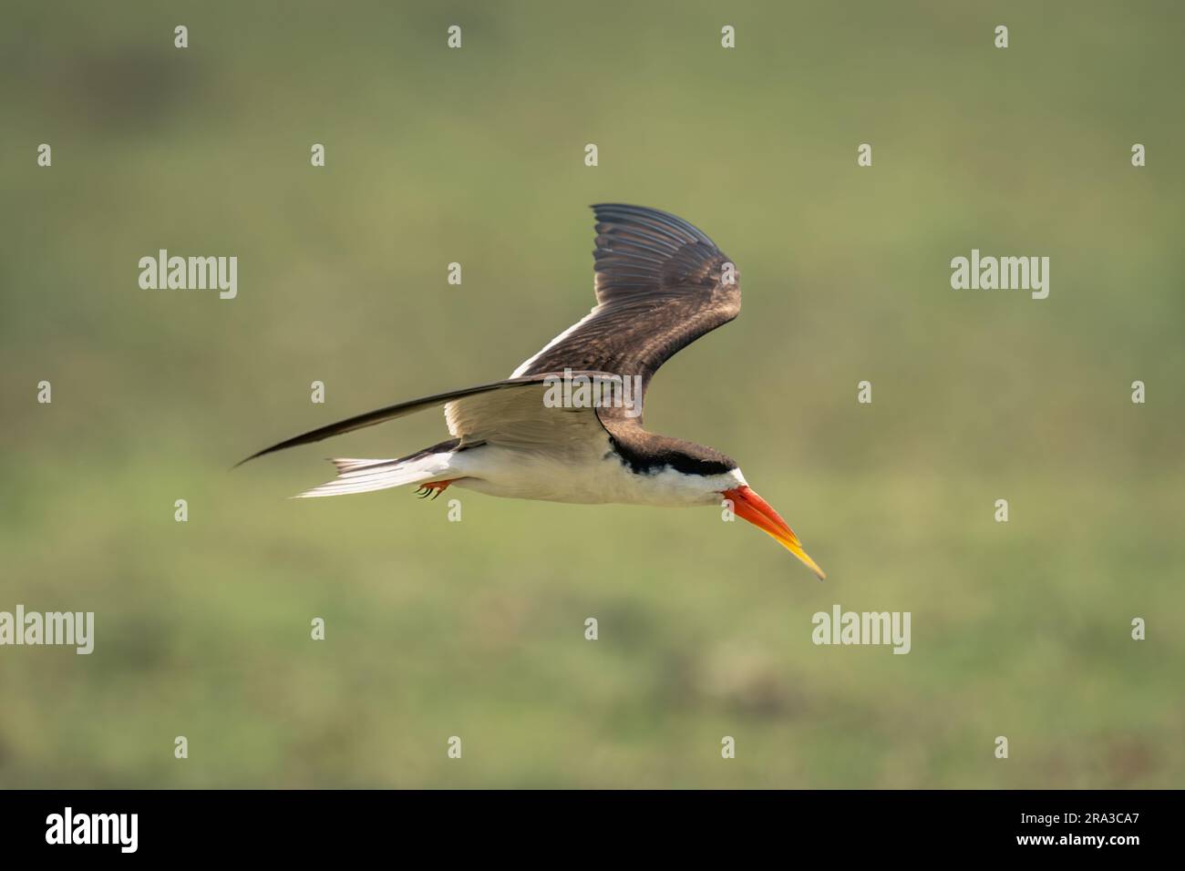 African skimmer flies in sunshine over grass Stock Photo - Alamy