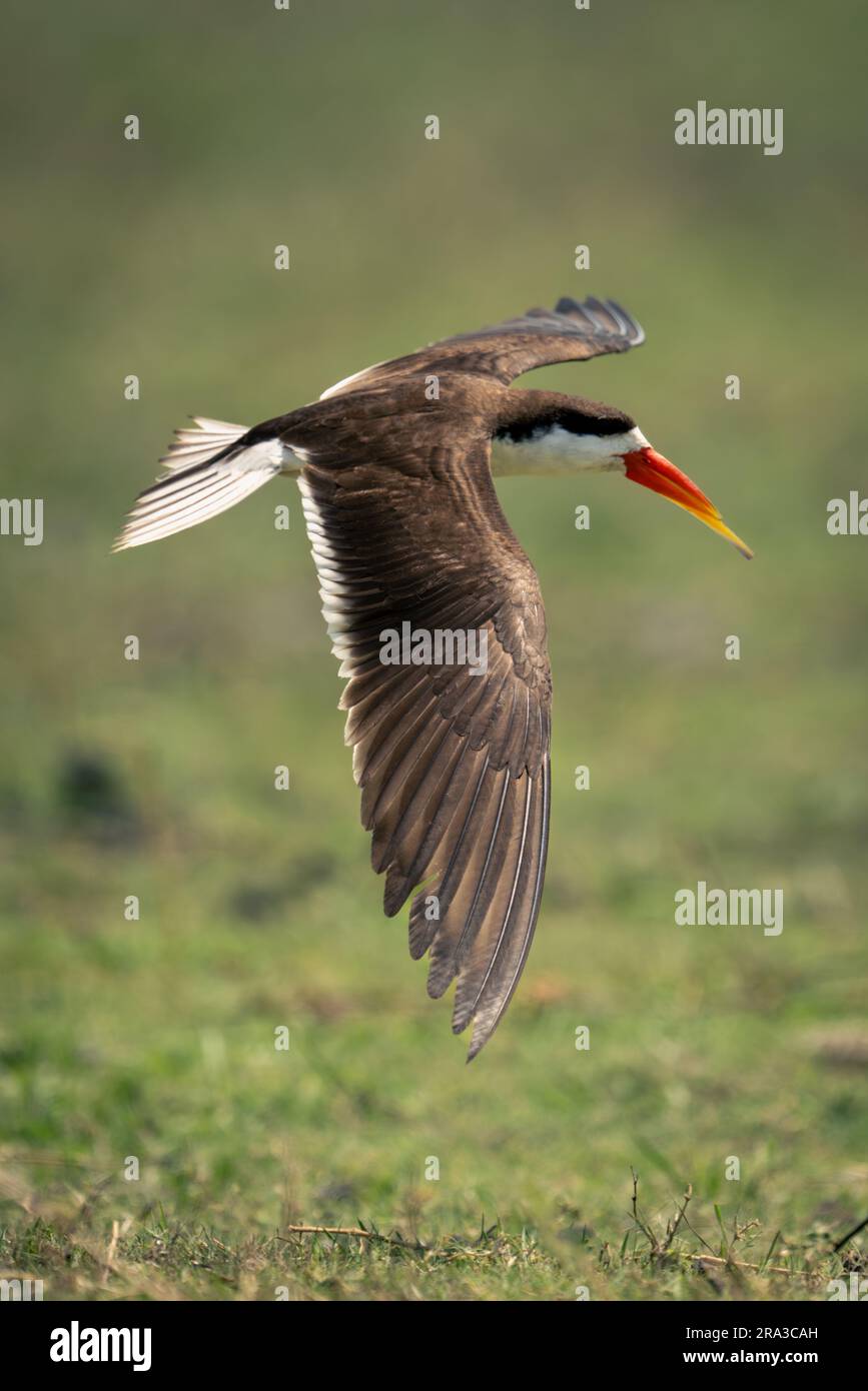 African skimmer flies over grass in sunshine Stock Photo - Alamy