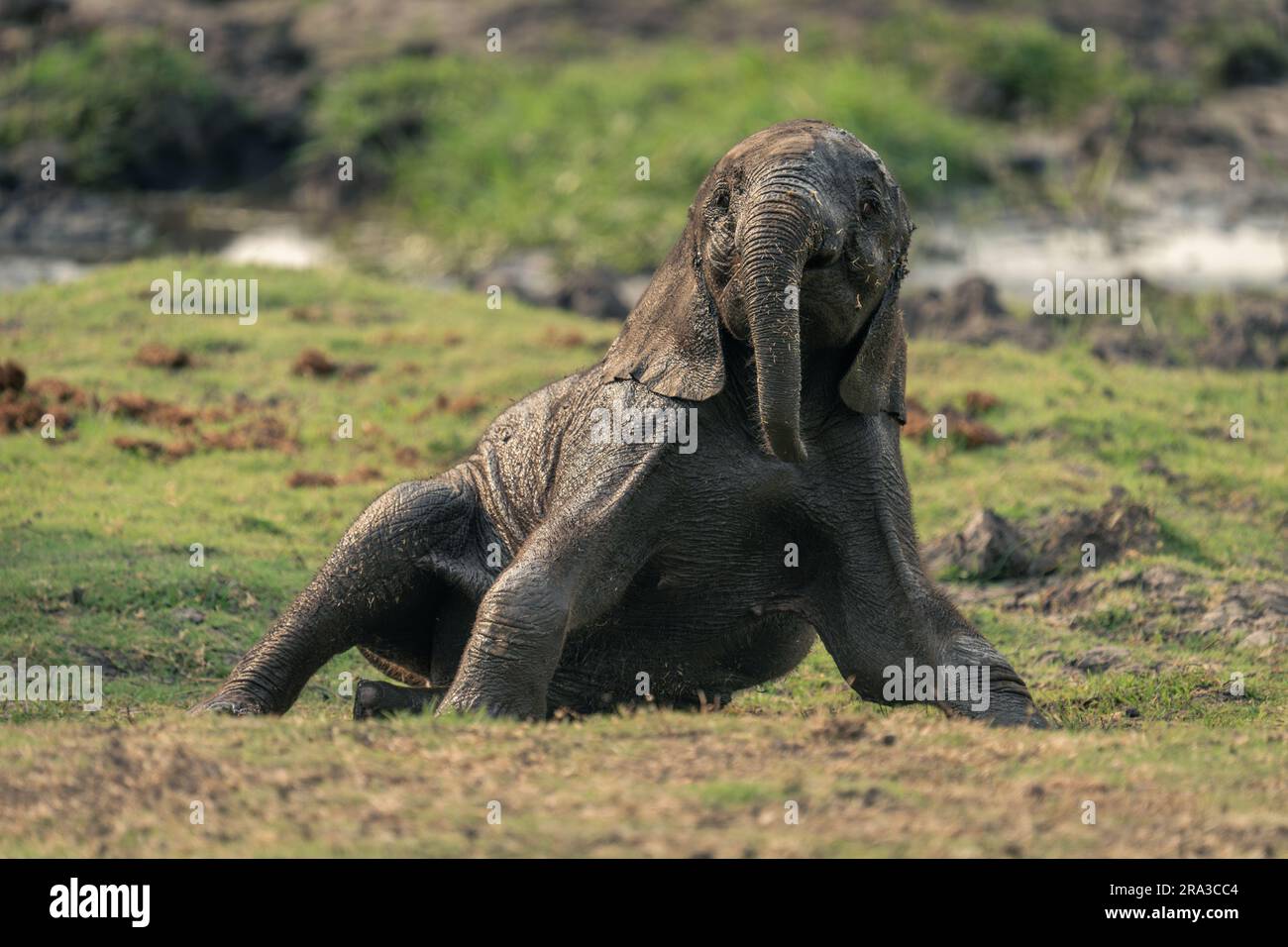 Baby African elephant struggles to get up Stock Photo - Alamy