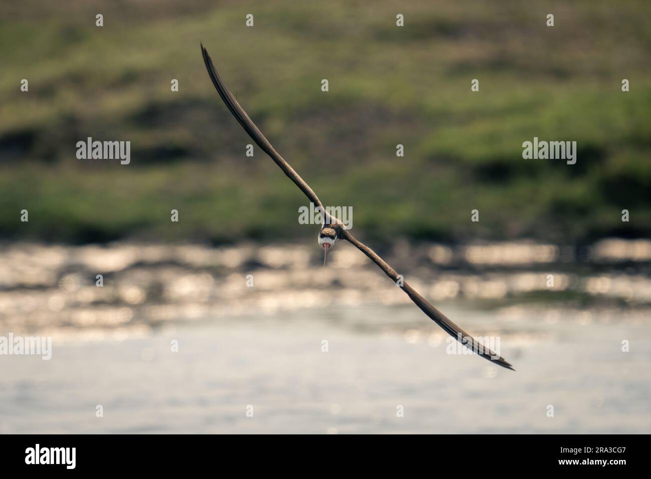 Diagonal wings hi-res stock photography and images - Alamy