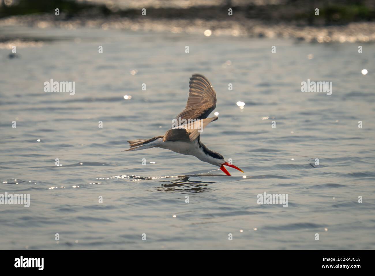 African skimmer flies with beak in water Stock Photo - Alamy