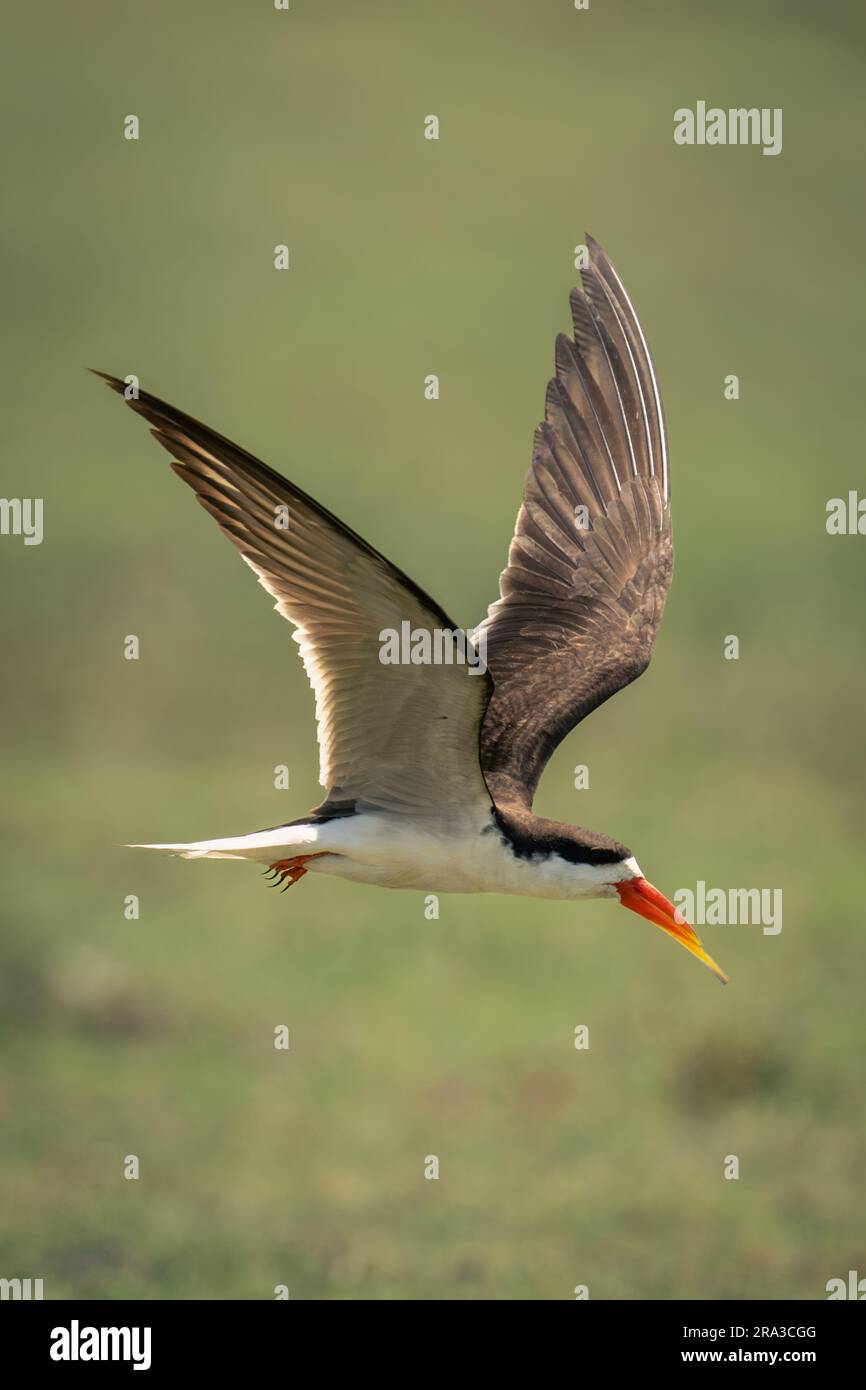 African skimmer flies over grass raising wings Stock Photo - Alamy