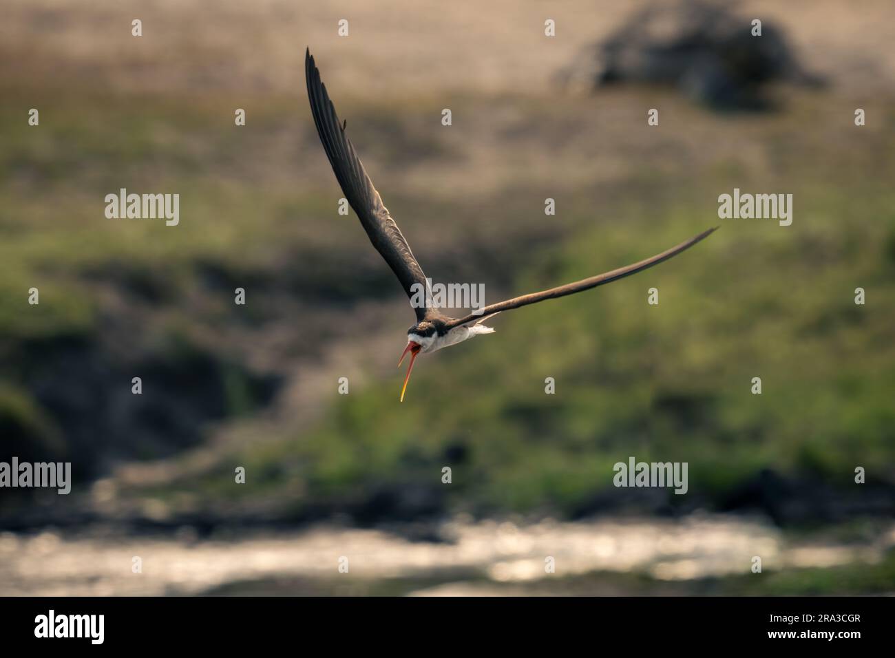 African skimmer flies over river opening beak Stock Photo - Alamy