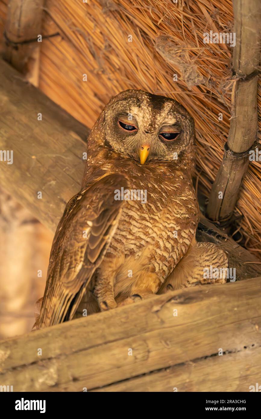 African wood owl looks down from rafters Stock Photo - Alamy