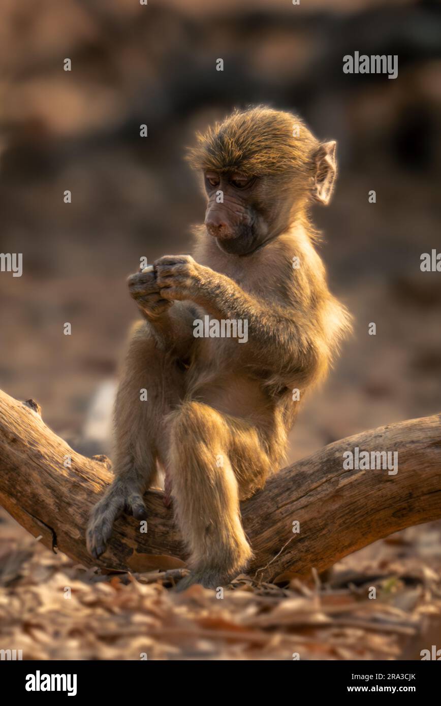 Baby chacma baboon sits on dead log Stock Photo - Alamy