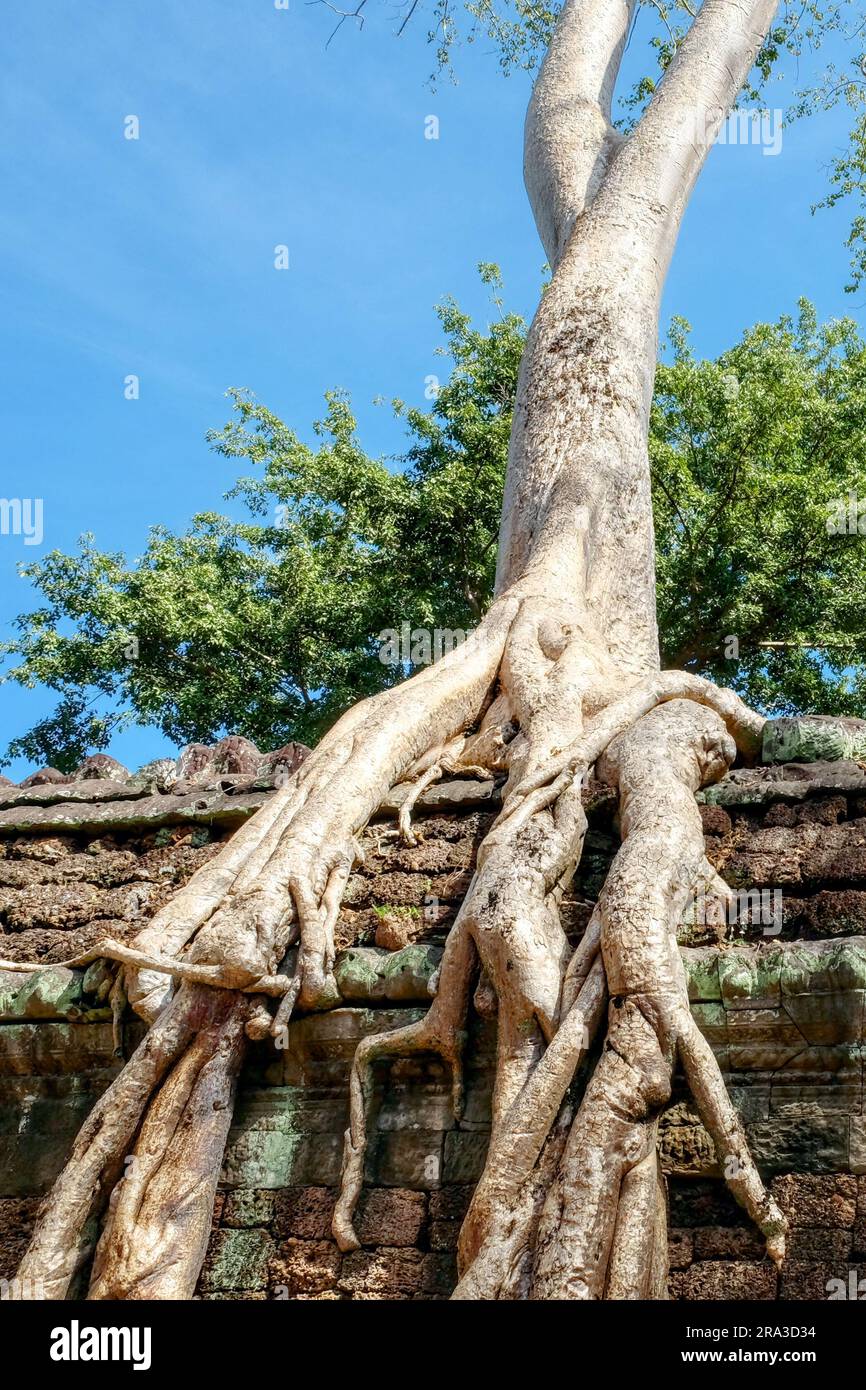 The interplay of nature and architecture depicted through huge roots of ...