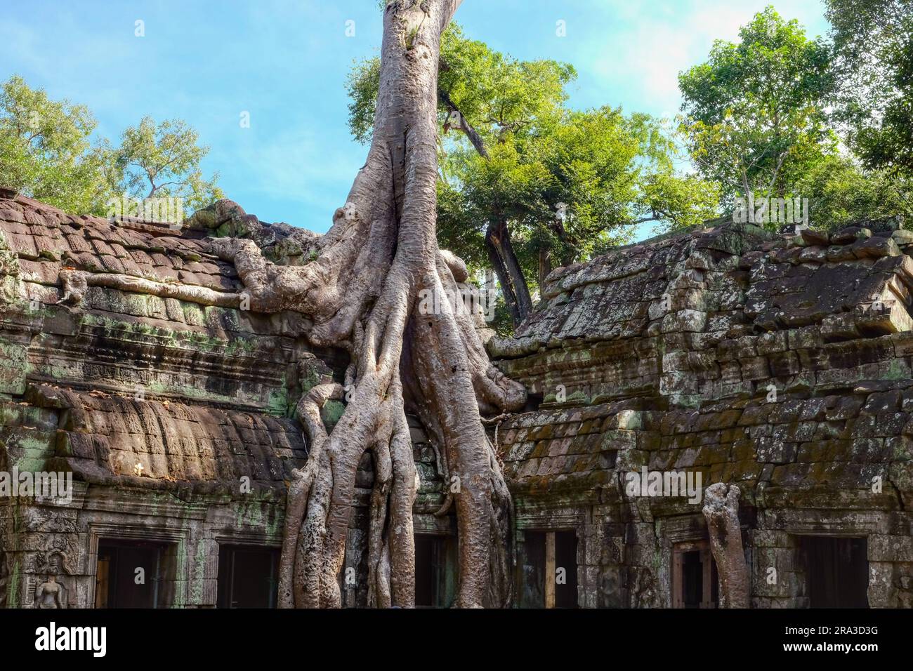 Picture of the enduring and intertwining roots of jungle trees ...