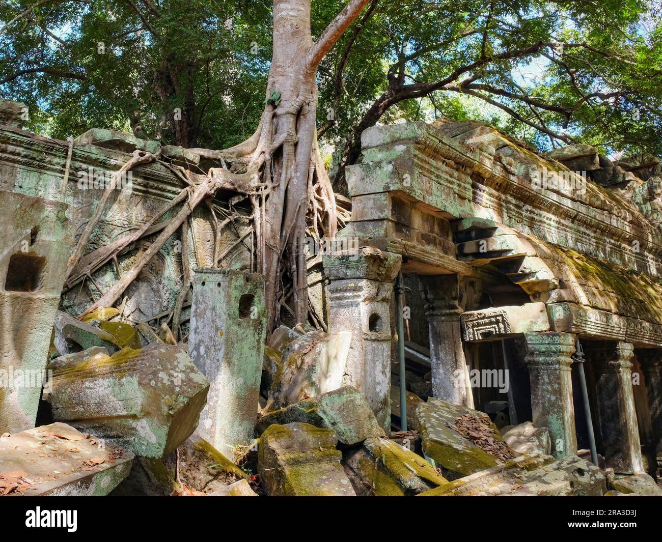 Image of large roots of tropical trees growing into and damaging the ...