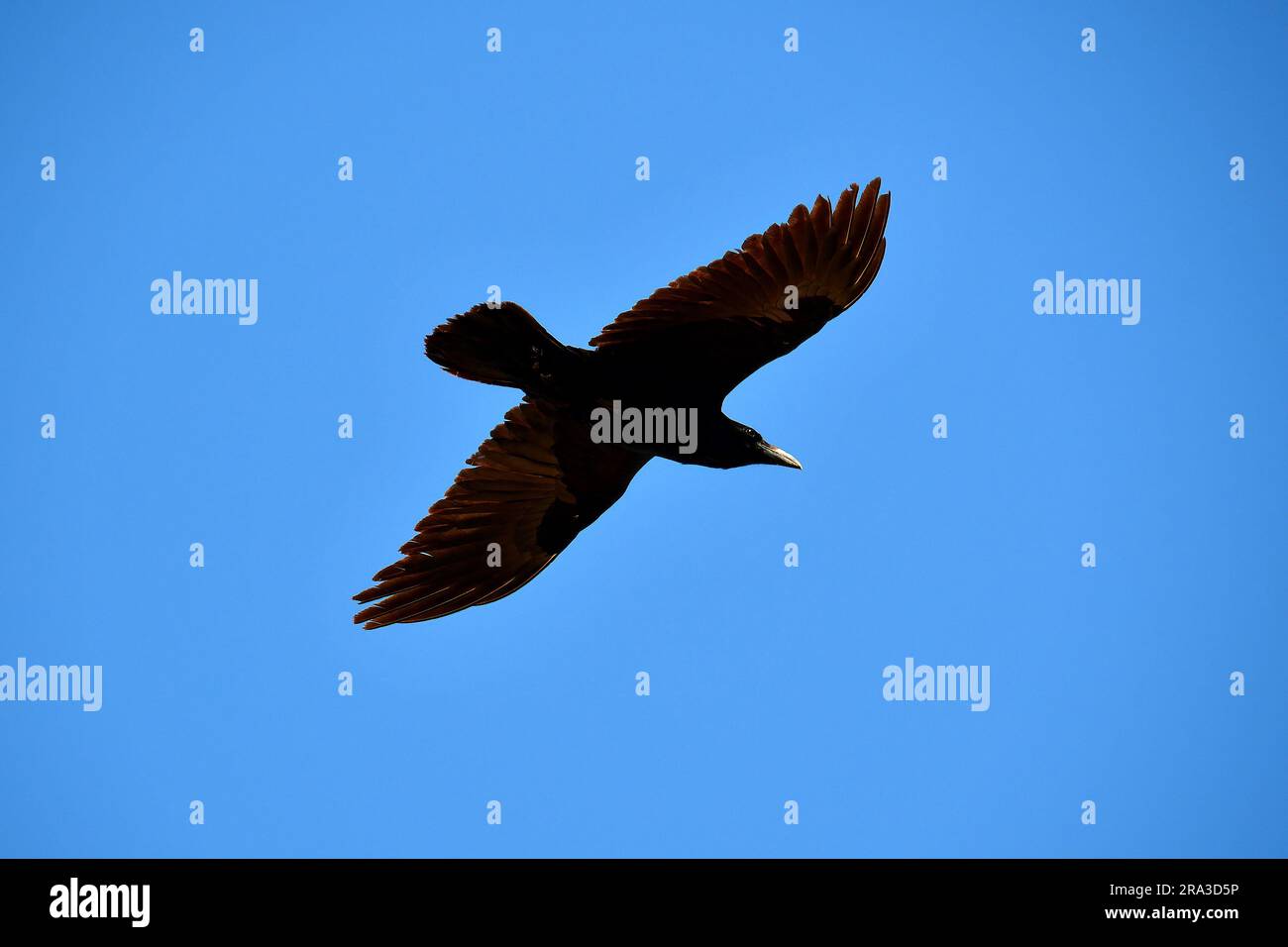 Common raven, Kolkrabe, Grand Corbeau, Corvus corax, holló, Grand ...