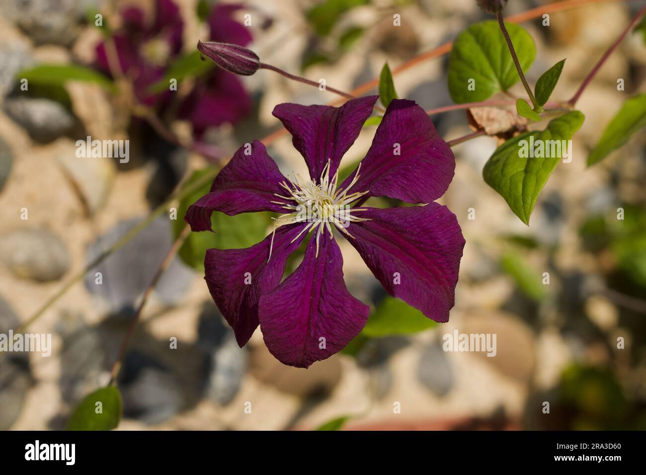 Bright green foliage and maroon flowers hi-res stock photography and ...