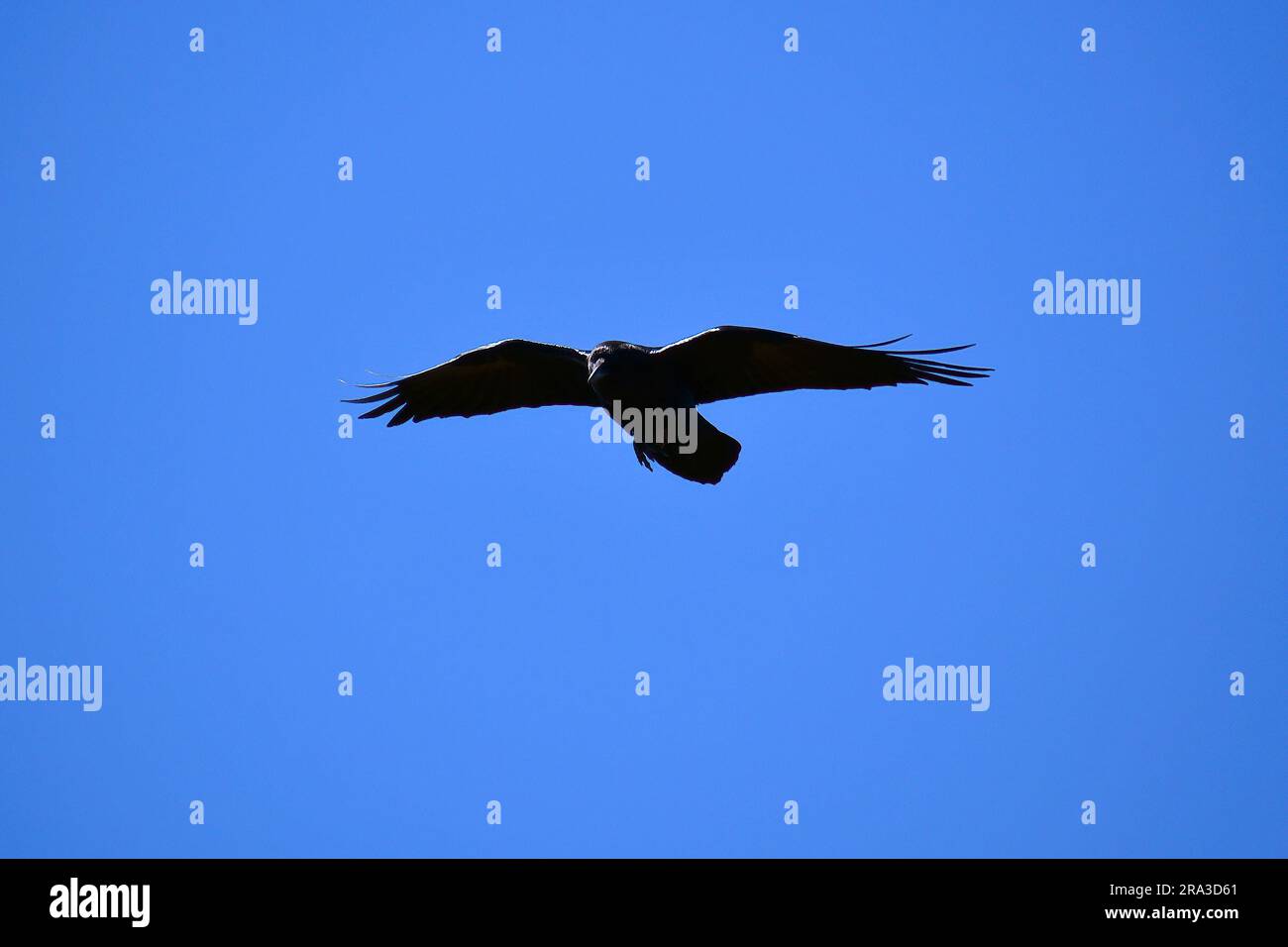 Common raven, Kolkrabe, Grand Corbeau, Corvus corax, holló, Grand ...