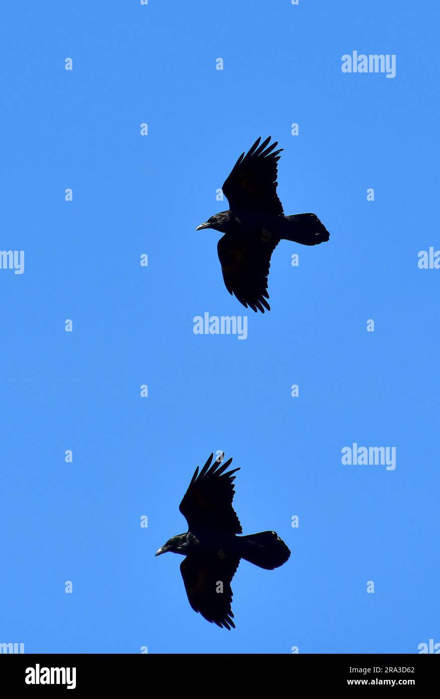 Common raven, Kolkrabe, Grand Corbeau, Corvus corax, holló, Grand ...