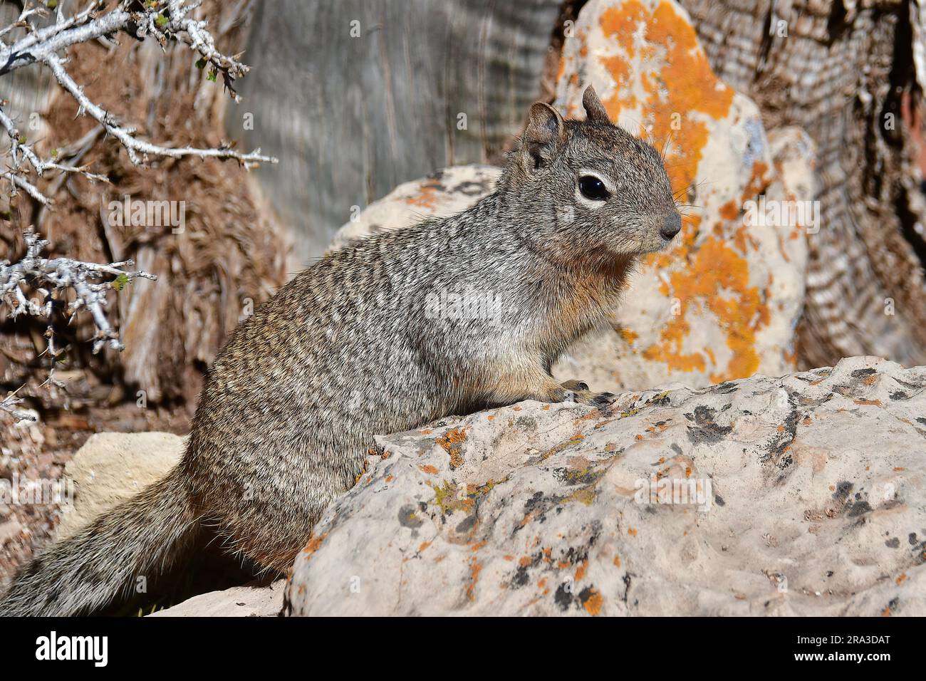 Rock squirrel, Otospermophilus variegatus, sziklai ürge, Grand Canyon, Grand Canyon National ...