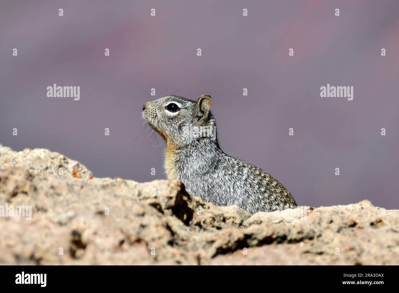 Rock squirrel, Otospermophilus variegatus, sziklai ürge, Grand Canyon, Grand Canyon National ...