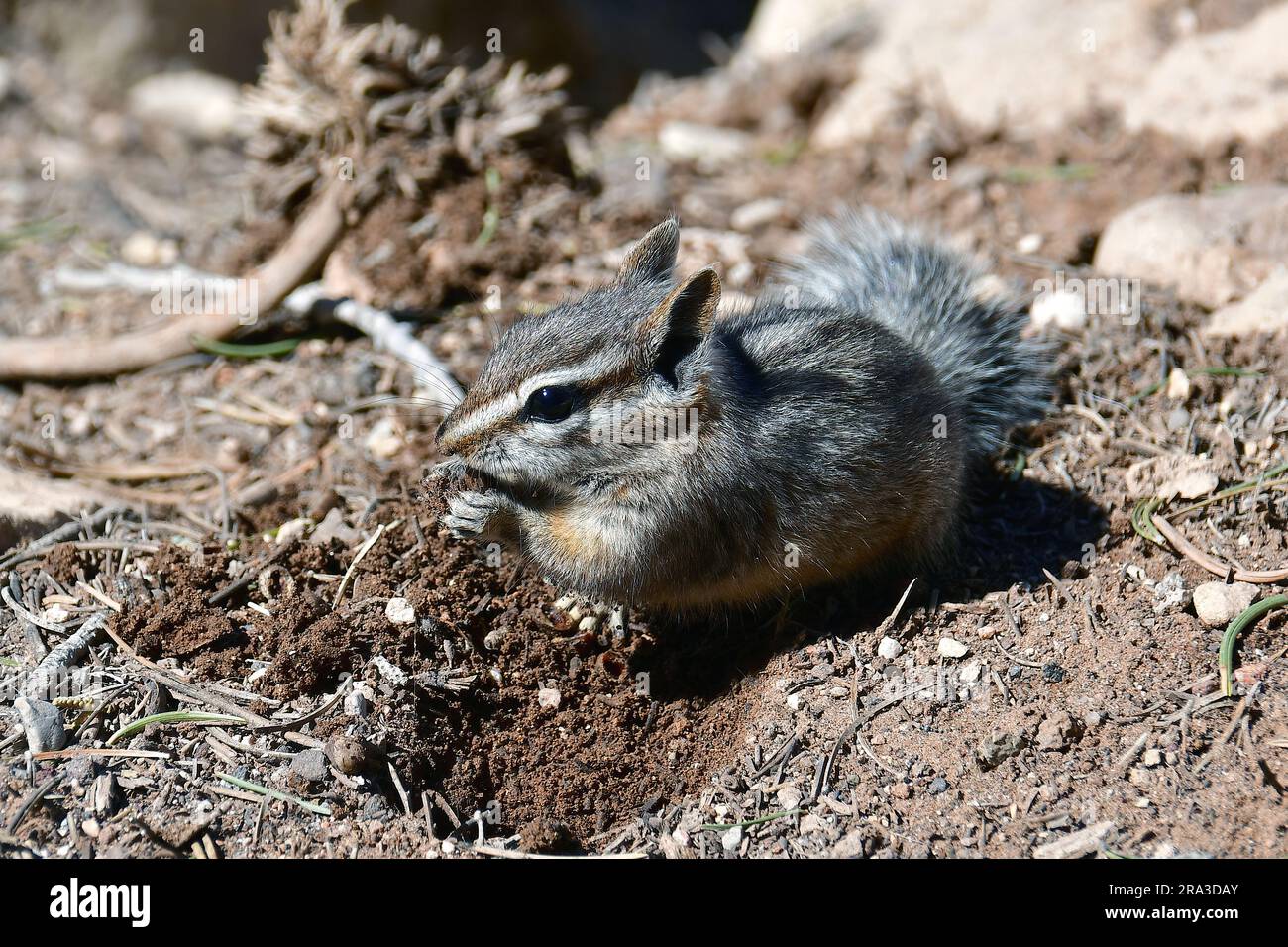 Cliff chipmunk, Neotamias dorsalis, Grand Canyon, Grand Canyon National ...