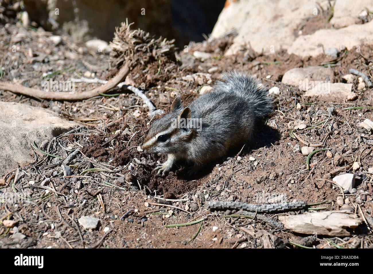 Cliff chipmunk, Neotamias dorsalis, Grand Canyon, Grand Canyon National ...