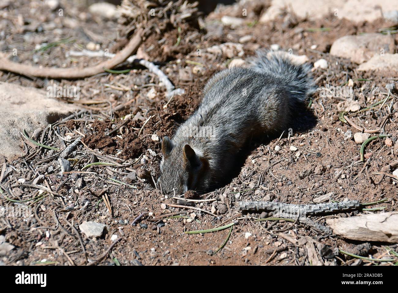 Cliff chipmunk, Neotamias dorsalis, Grand Canyon, Grand Canyon National ...