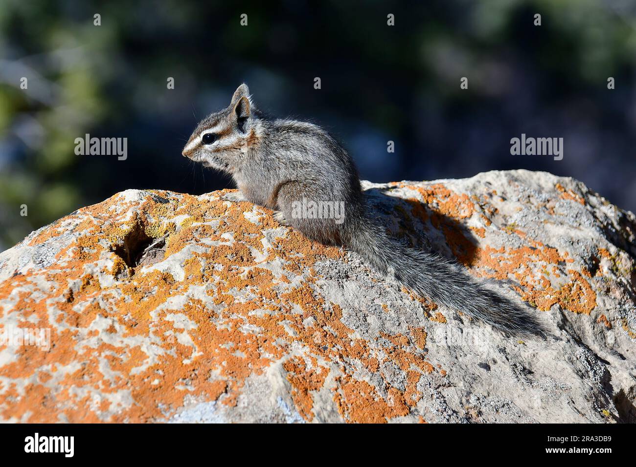 Cliff chipmunk, Neotamias dorsalis, Grand Canyon, Grand Canyon National ...