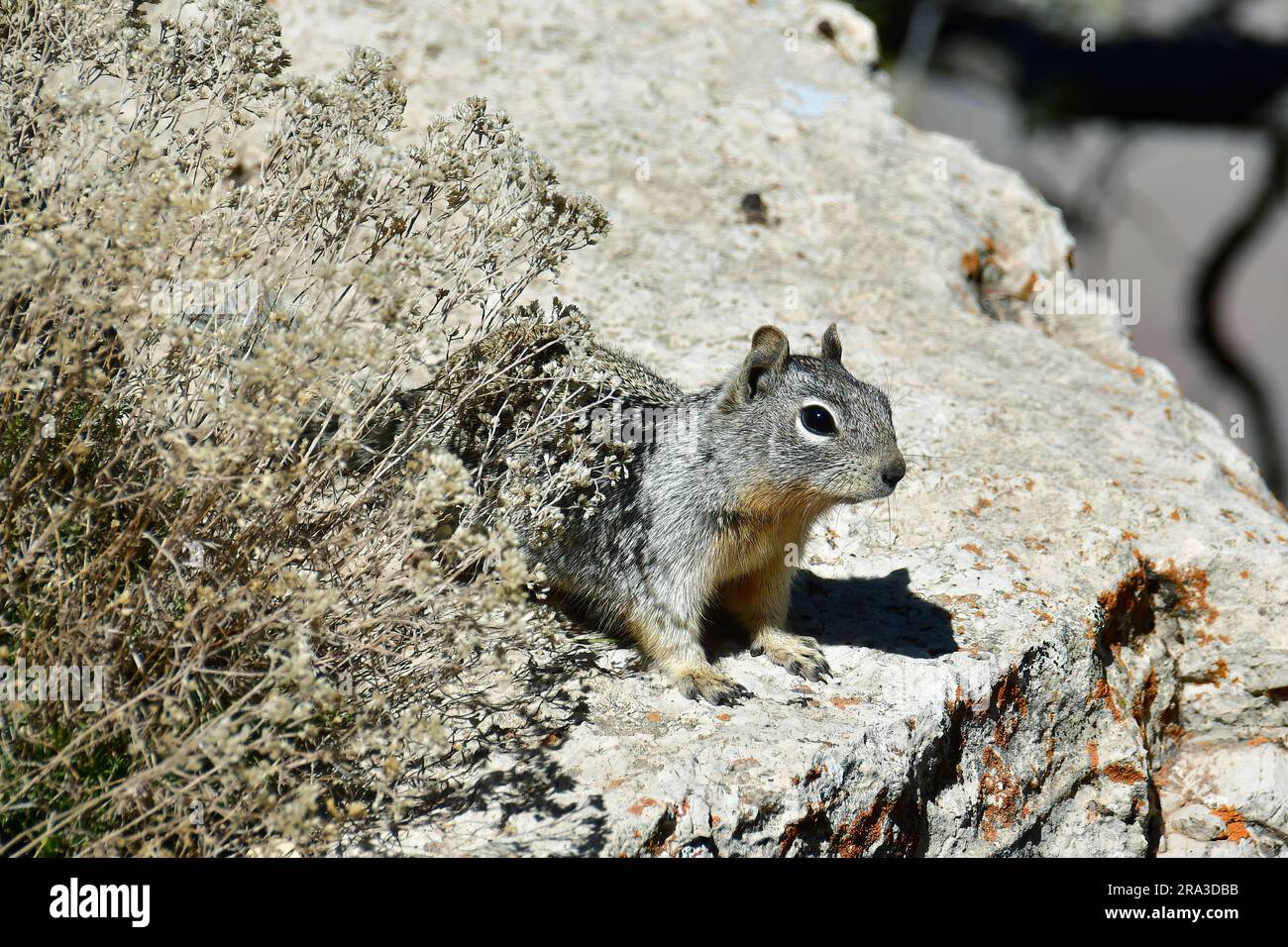 Rock squirrel, Otospermophilus variegatus, sziklai ürge, Grand Canyon, Grand Canyon National ...