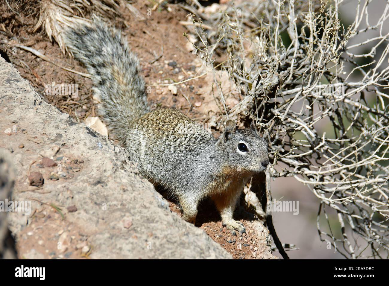 Rock squirrel, Otospermophilus variegatus, sziklai ürge, Grand Canyon ...