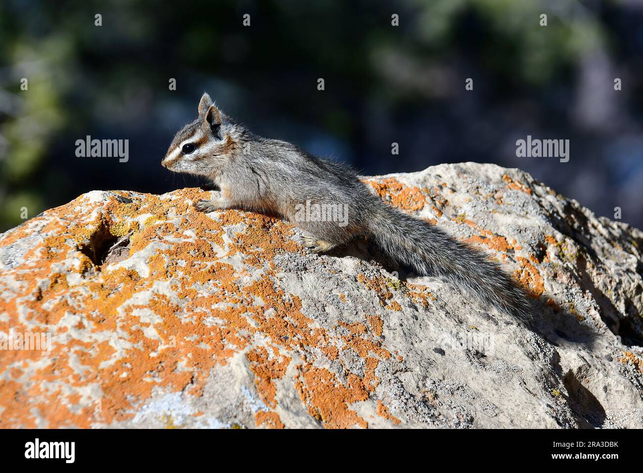 Cliff chipmunk, Neotamias dorsalis, Grand Canyon, Grand Canyon National ...