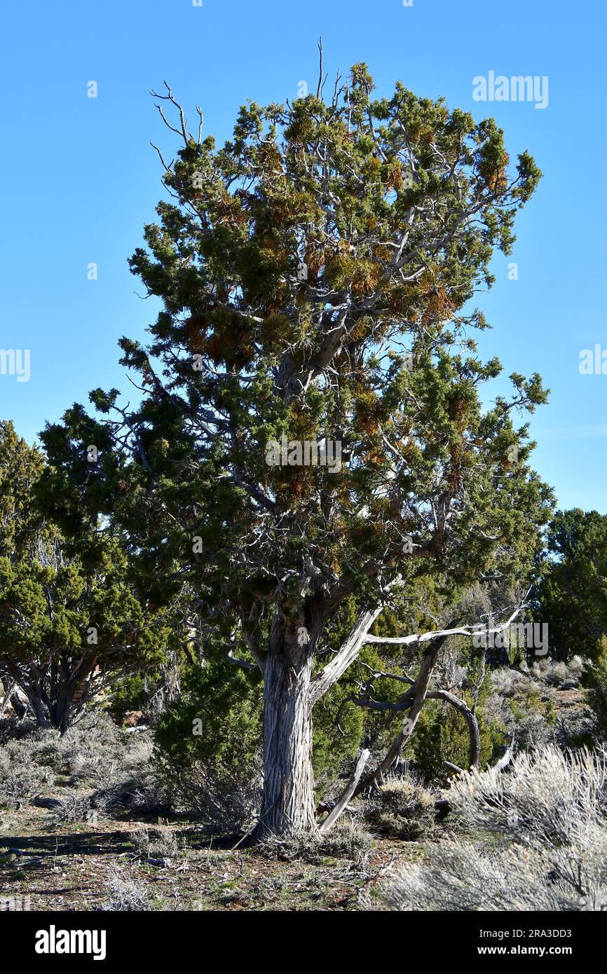 Utah juniper, Juniperus osteosperma, Grand Canyon, Grand Canyon ...