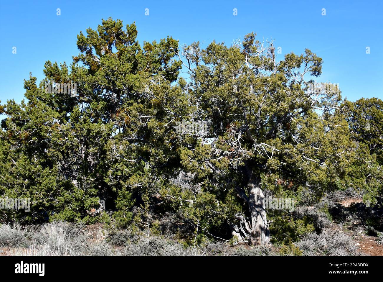 Utah juniper, Juniperus osteosperma, Grand Canyon, Grand Canyon ...